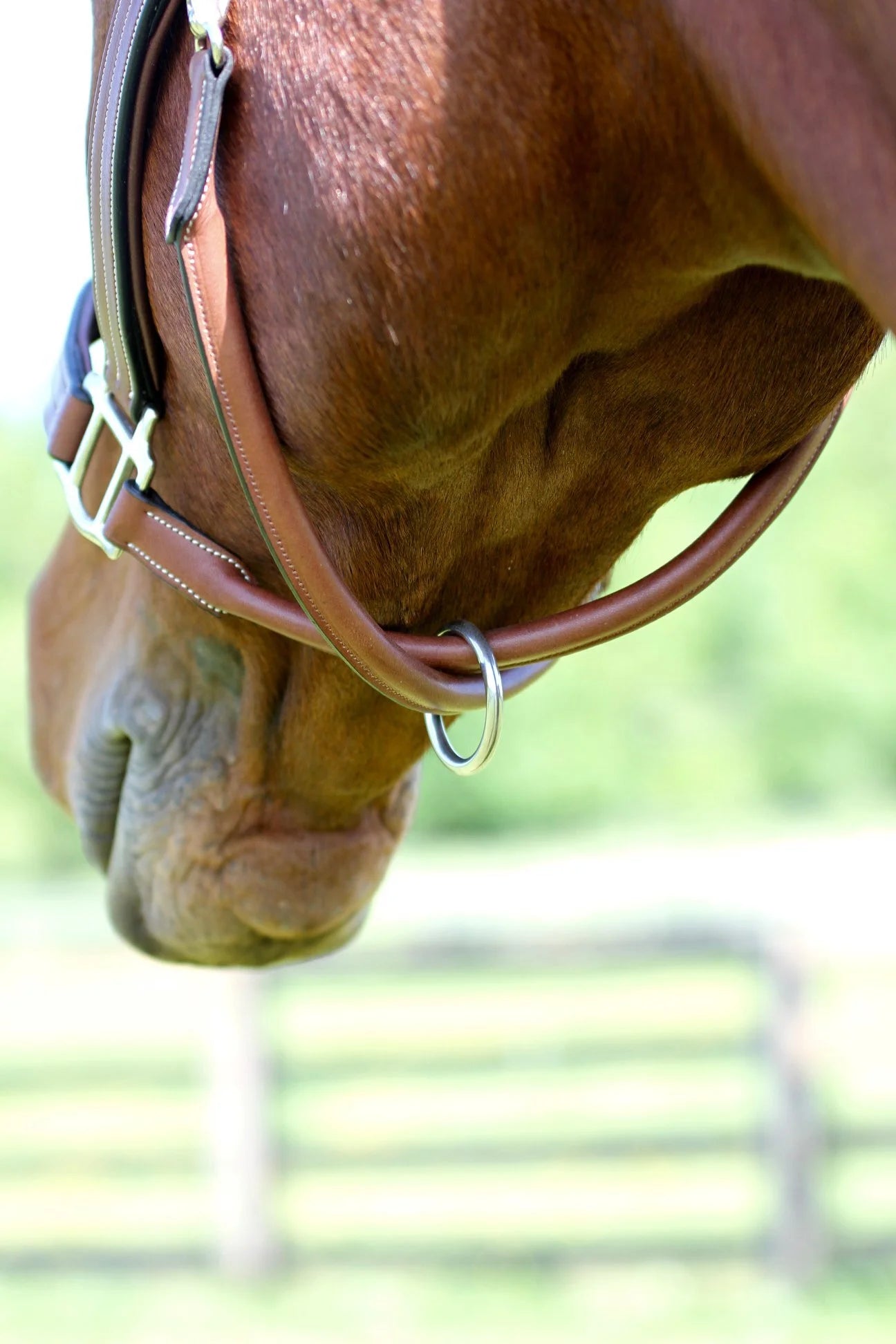 Arc de Triomphe® Premium Halter – Fair Hill Saddlery