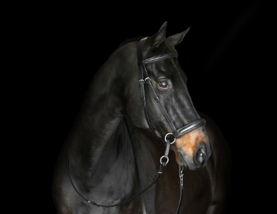 Dr. Cook English Padded Leather Bitless Bridle – Fair Hill Saddlery