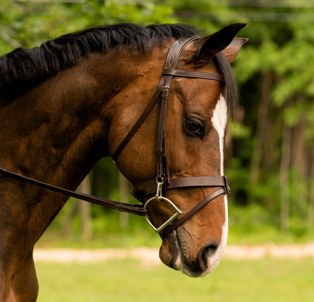 Black Oak Maple Training Bridle – Fair Hill Saddlery