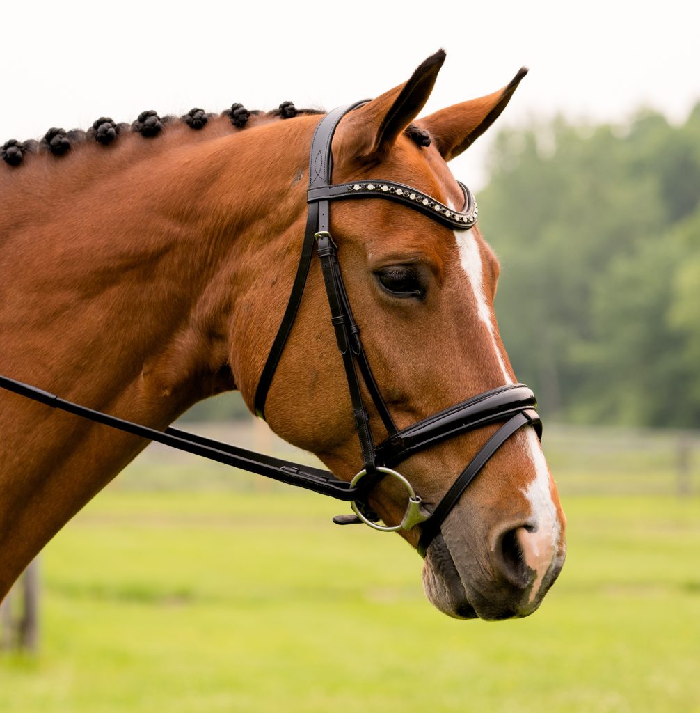 Red Barn Stride Flash Bridle – Fair Hill Saddlery