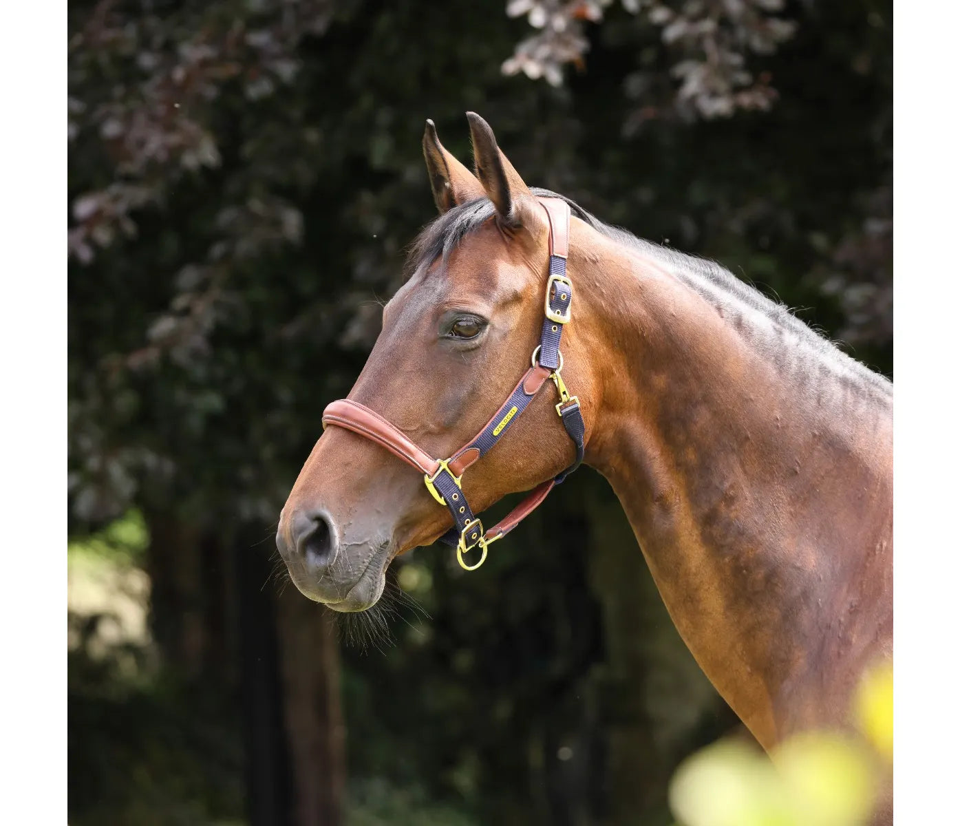 Shires Lusso Padded Leather Breakaway Halter – Fair Hill Saddlery