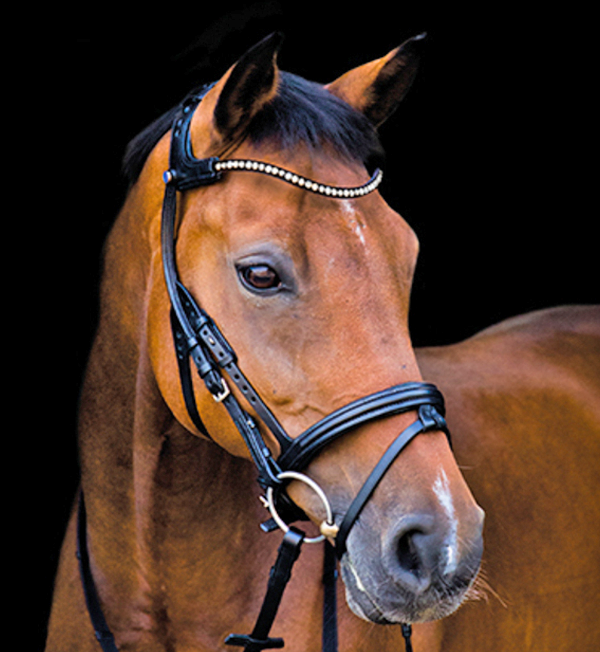 Stubben Freedom Bridle with Magic Tack – Fair Hill Saddlery