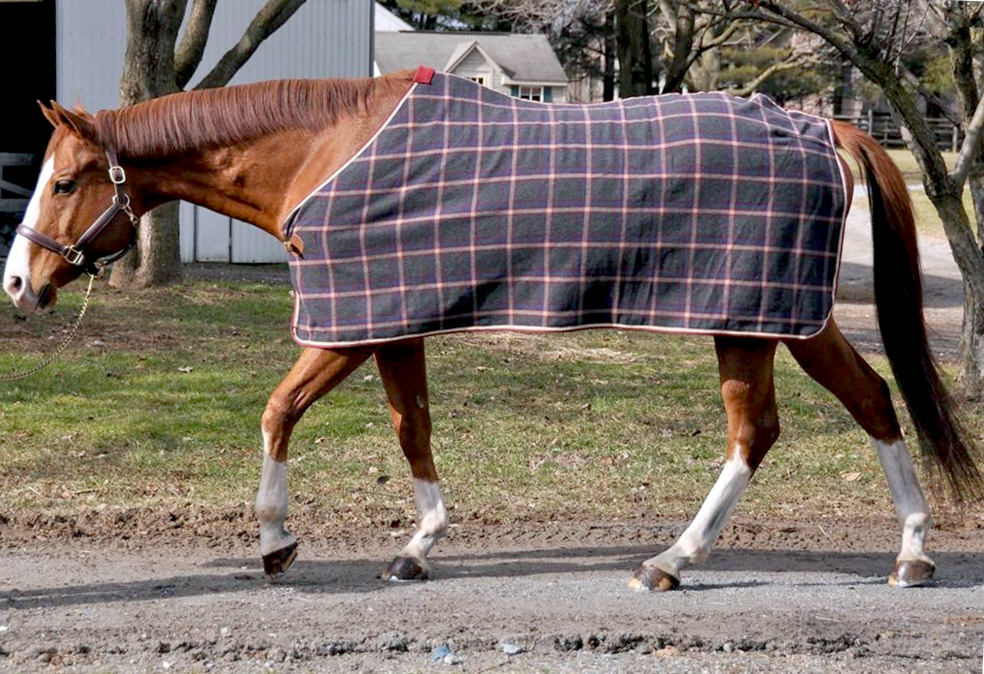 Intrepid Wool Day Sheet – Fair Hill Saddlery