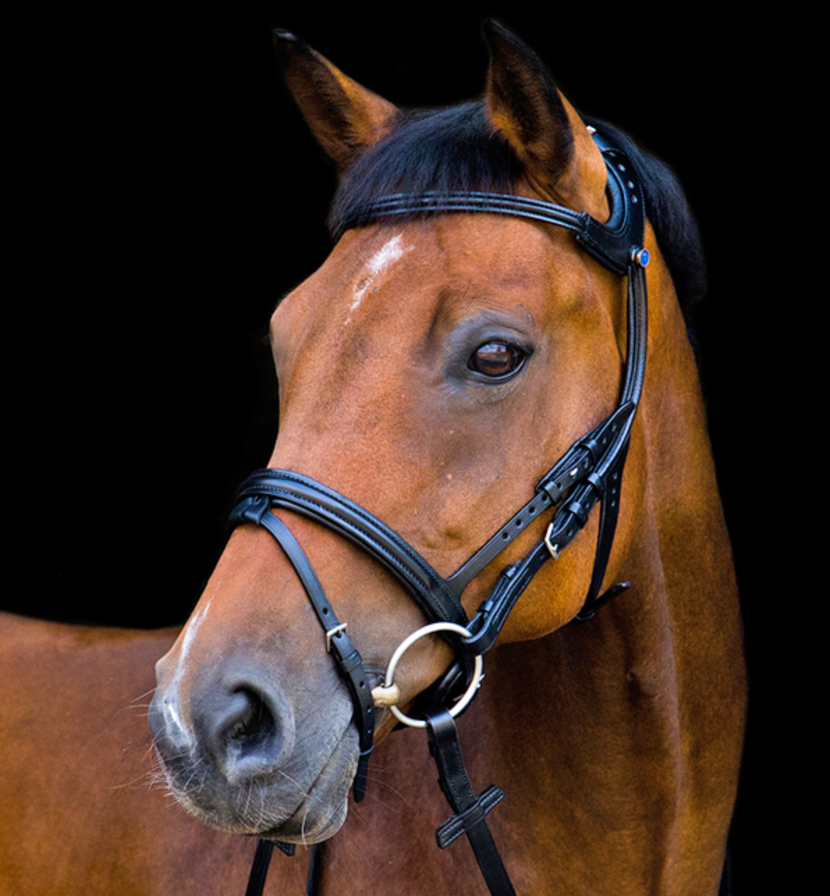 Stubben Freedom Bridle – Fair Hill Saddlery